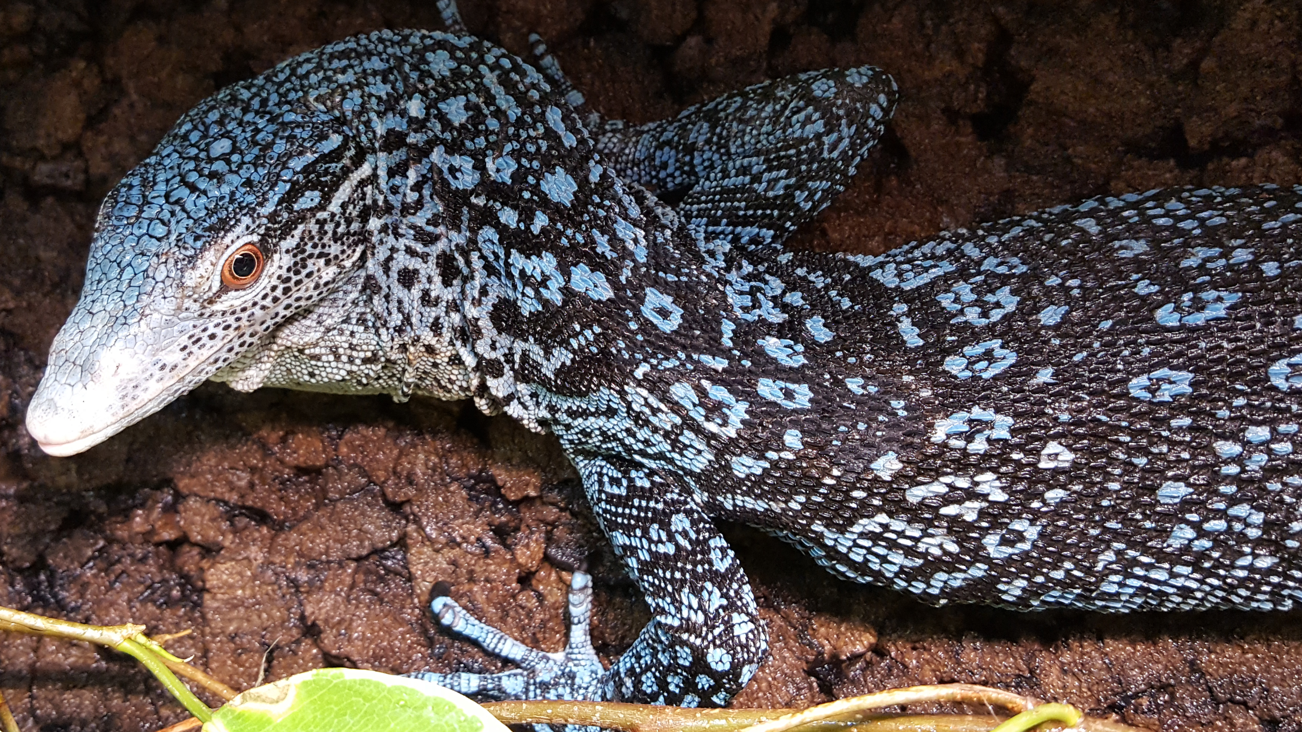 Varanus macraei - Zucht und Haltung australischer Warane und Echsen
