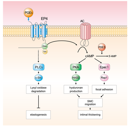 Cardiovascular Pathophysiology and Extracellular Matrix - tokyo-med ...