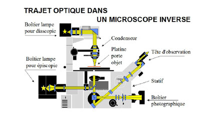 Plaquette de présentation Claude Gonon Microscopie : - Claude Gonon ...