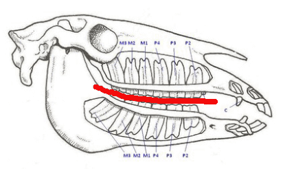 Anatomie - mobile-pferdezahnpraxiss Webseite!