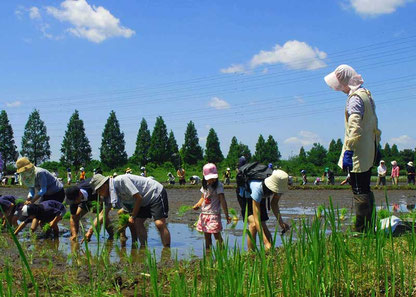 ホーム【見沼たんぼで自然を学ぼう】 - minuma-rotary ページ！