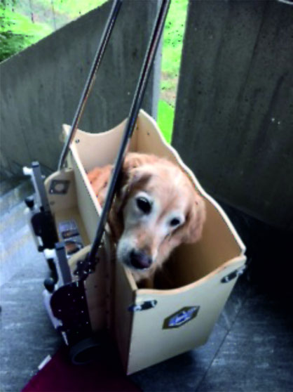 Saliscale - speciali TCS/Elviotrolley - elviotrolley . com carrelli ...