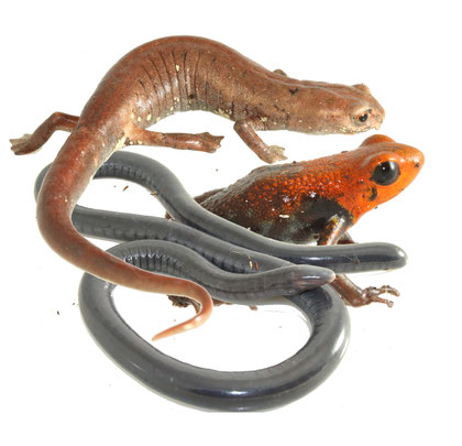 DENDROBATIDAE (103 spp.) - Lista de Los Anfibios de Colombia