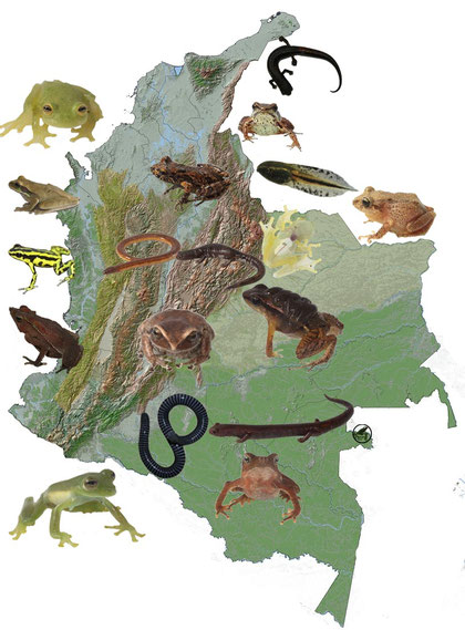 DENDROBATIDAE (103 spp.) - Lista de Los Anfibios de Colombia