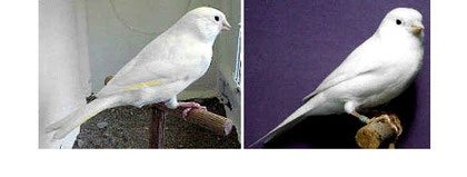 LOS CANARIOS BLANCOS - aviario zoo_jmm, acroc-foc 372, ACFP 004