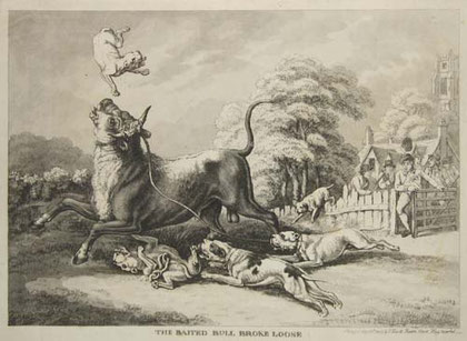 Charakter des Bullys - french bulldogs from honey marsh homepage