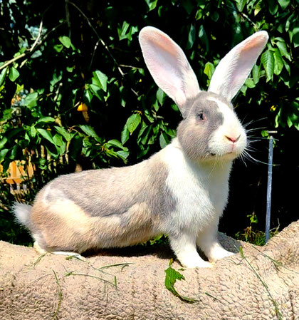 Krayenberg Riesen Deutsche Riesen Sonderfarben - gefluegelzucht-muehlwiese