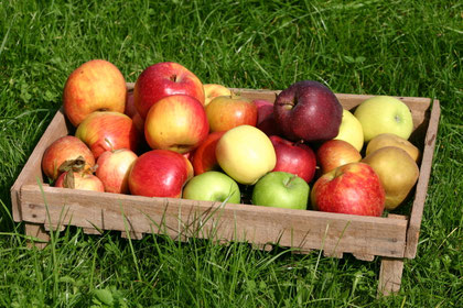 Les vergers - Le site des Vergers de Noslon