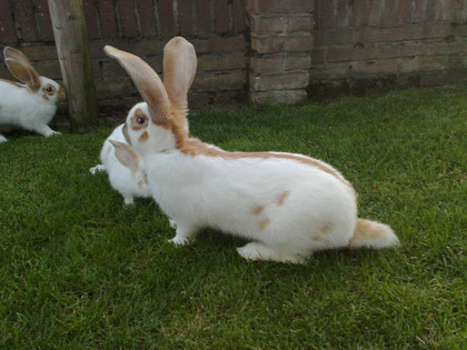 Deutsche Riesenschecken in gelb weiß - mehrens-kaninchen Jimdo-Page!