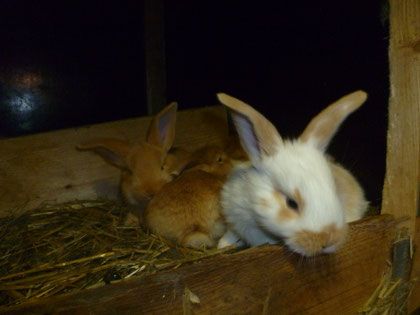 Deutsche Riesenschecken in gelb weiß - mehrens-kaninchen Jimdo-Page!