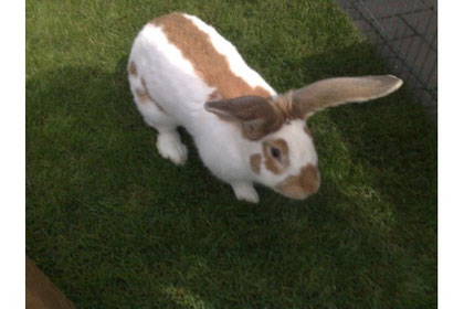 Deutsche Riesenschecken in gelb weiß - mehrens-kaninchen Jimdo-Page!