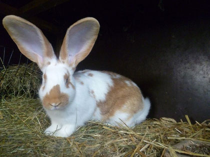 Deutsche Riesenschecken in gelb weiß - mehrens-kaninchen Jimdo-Page!