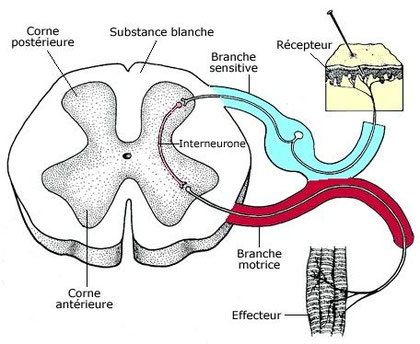 Description de la moelle épinière - Le Site d'information pour les ...