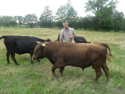 Dexter Rinder - www.dexter-farm-suedheide.jimdo.com