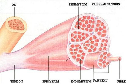 C) Le fonctionnement des muscles - Le sport pour le bien-être