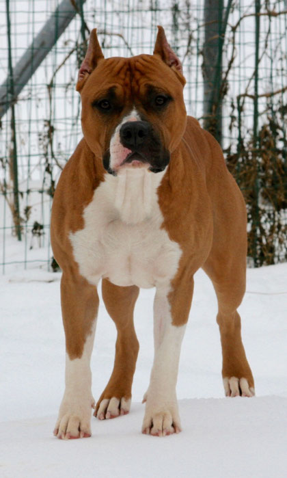 Maschi - Allevamento amstaff blue