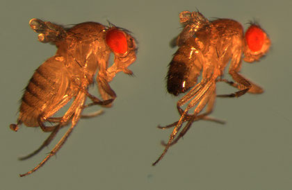 Principals mutants de Drosophila melanogaster - Página Jimdo de ...