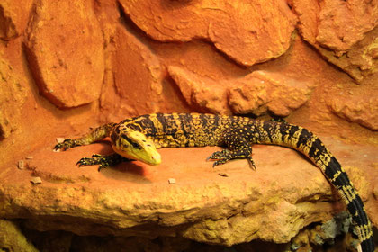 Warane - Welt der Warane - Haltung, Pflege & Zucht