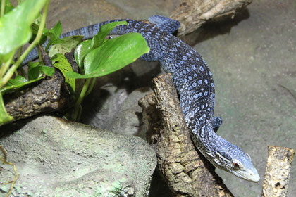 Warane - Welt der Warane - Haltung, Pflege & Zucht