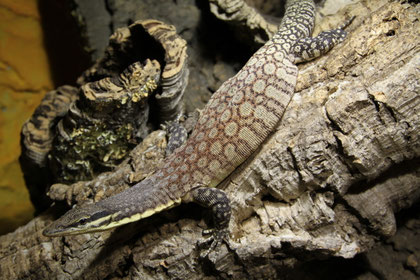 Warane - Welt der Warane - Haltung, Pflege & Zucht