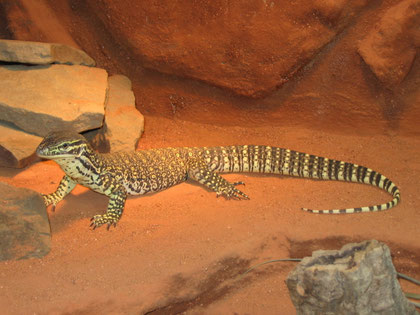 Warane - Welt der Warane - Haltung, Pflege & Zucht