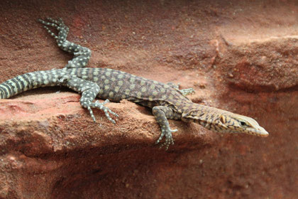 Warane - Welt der Warane - Haltung, Pflege & Zucht