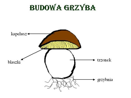 Grzyby trujące i jadalne. - Fantastyczna klasa2 F!