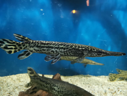 Alligathorhechte / Knochenechte - Shop-Zierfische-Komnino.de