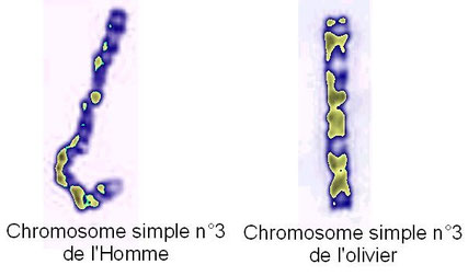 Chromosomes et information héréditaire - Site de cours de collège et ...