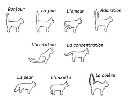 Les attitudes corporelles du chat - chienschats