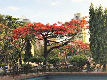 Philippine Fire Tree