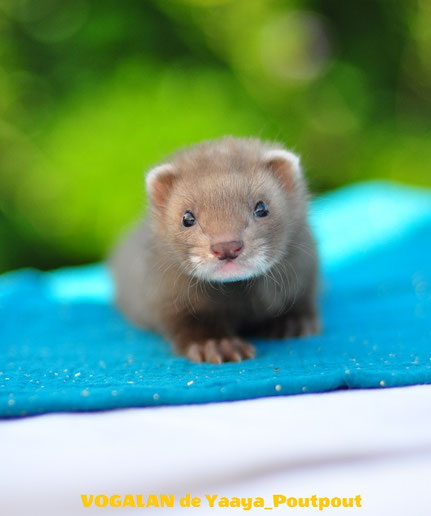 Acheter un fureton - Elevage furet angora Rhône Yaaya-Poutpout