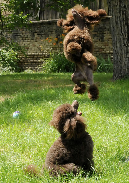 Mein Pudelrudel - lovedchocolates poodle