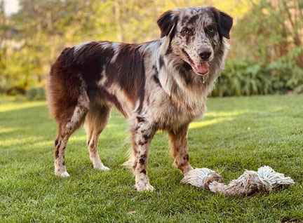 Austrian Outback A-Wurf 2017 - eberschwanger-aussies