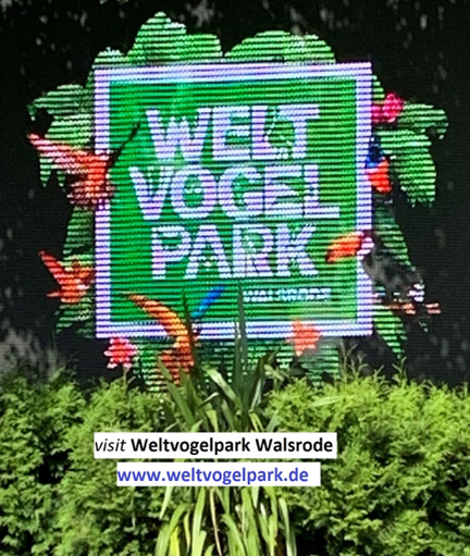 Australaves - bird-phylogeny