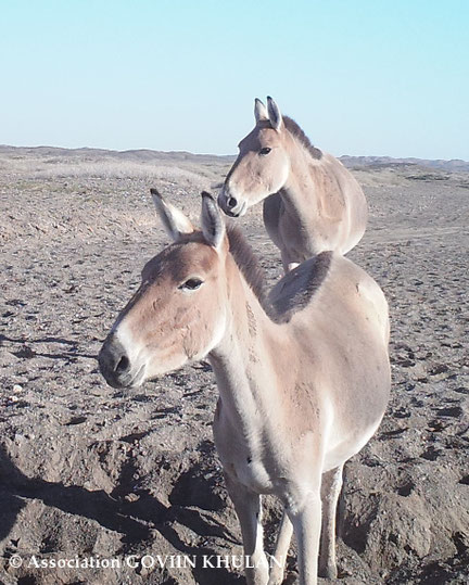 Mongolian wild ass conservation - Mongolian wild ass/khulan ...