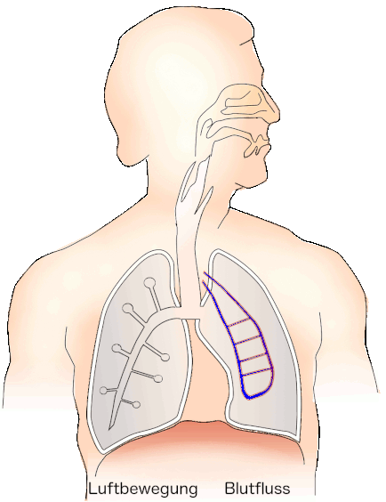 3. Atmung, Blut, Kreislauf - Biologie-Unterricht im digitalen Zeitalter