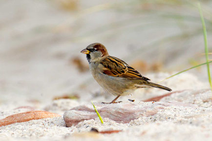 Sperlinge - Steckbriefe, Bilder, Verbreitung - photo-natur.de