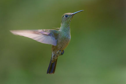 Kolibris - photo-natur.de
