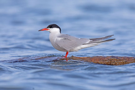 Seeschwalben - Steckbriefe, Vogelstimmen, Bilder - in Deutschland