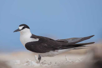 Seeschwalben - Steckbriefe, Vogelstimmen, Bilder - in Deutschland