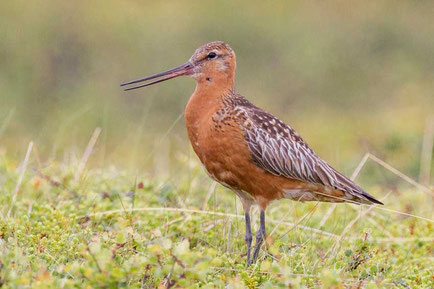 Schnepfen - Vögel, Steckbrief, Verbreitung, Bilder - in Deutschland