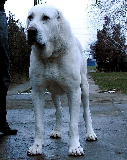 Kavkaski ovcari / Caucasian shepherd dog - Odgajivacnica Ruski Izvor ...