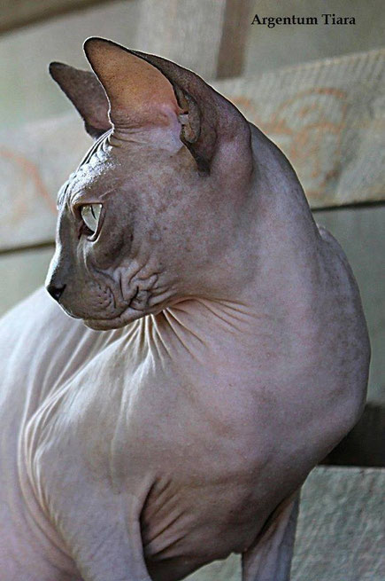 Le Standard Du Sphynx - Amicale de l'Académie du Sphynx Francophone