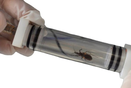 Insect Respirometry - Vienna Scientific