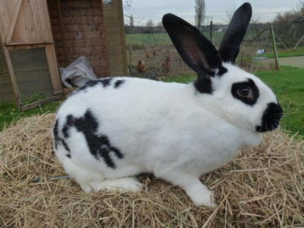 Rasse/Farbe - KTZV Etelsen