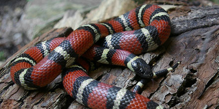 Ropliai - gamtininkokampelis