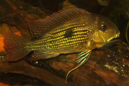 Geophagus sp. „Rio Branco“ - fische-orchideens Webseite!