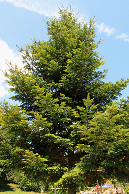 Lebensbaum Tanne - ERDklang Didgeridoo