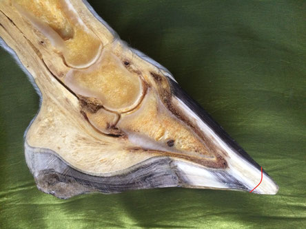 Natural Hoof Care - hoofschmitz